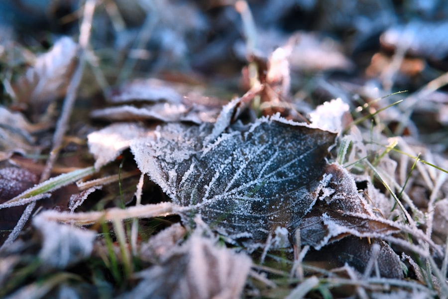Identifying the First Frost of the Season