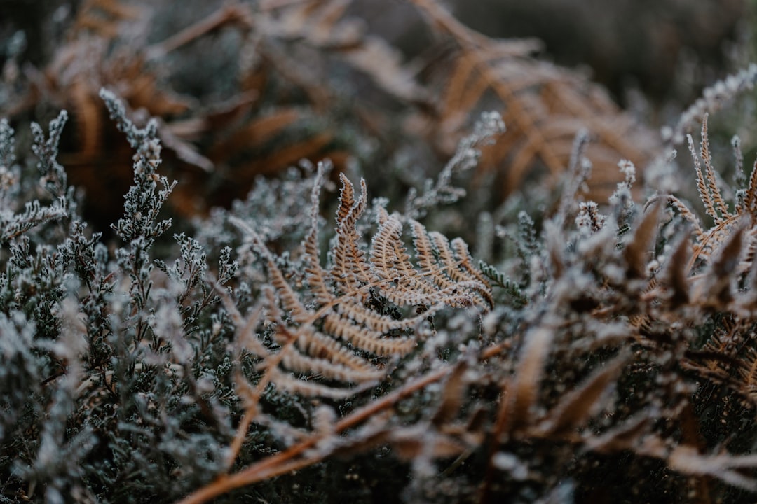 Identifying the First Frost of the Season